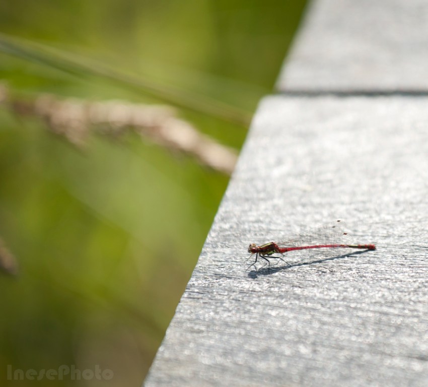 Fenor Bog boardwalk | Making memories
