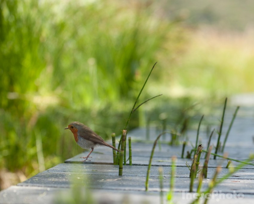 Fenor Bog boardwalk | Making memories
