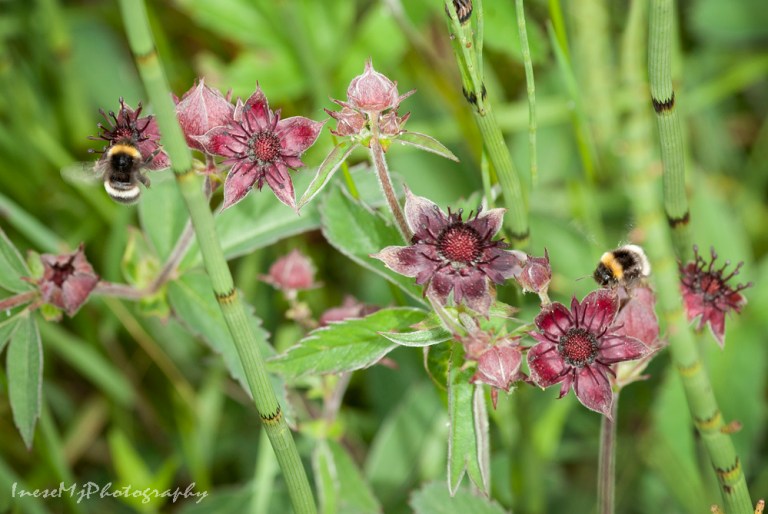Fenor Bog boardwalk | Making memories