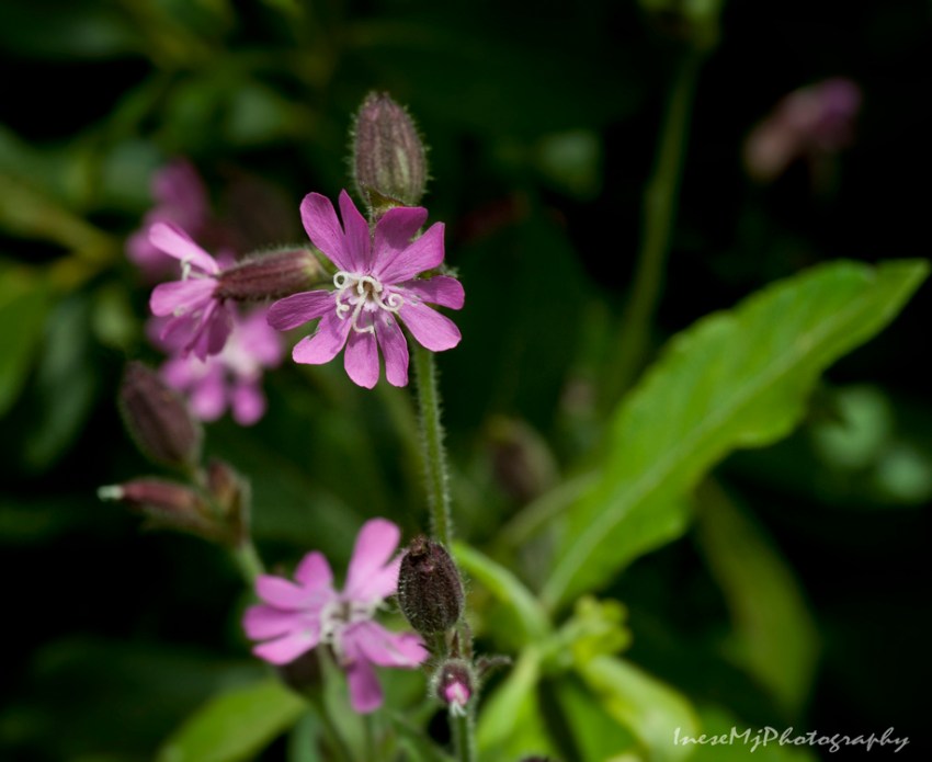 Fenor Bog boardwalk | Making memories