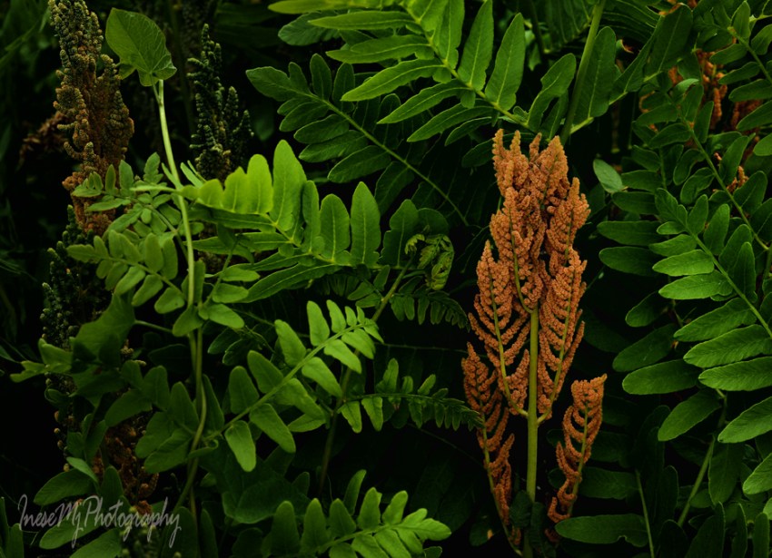 Robin, little creatures and a Royal Fern in the woods | Making memories