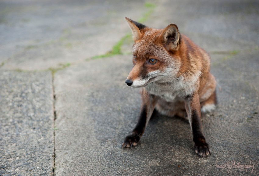 Pat Gibbons and his foxes | Making memories