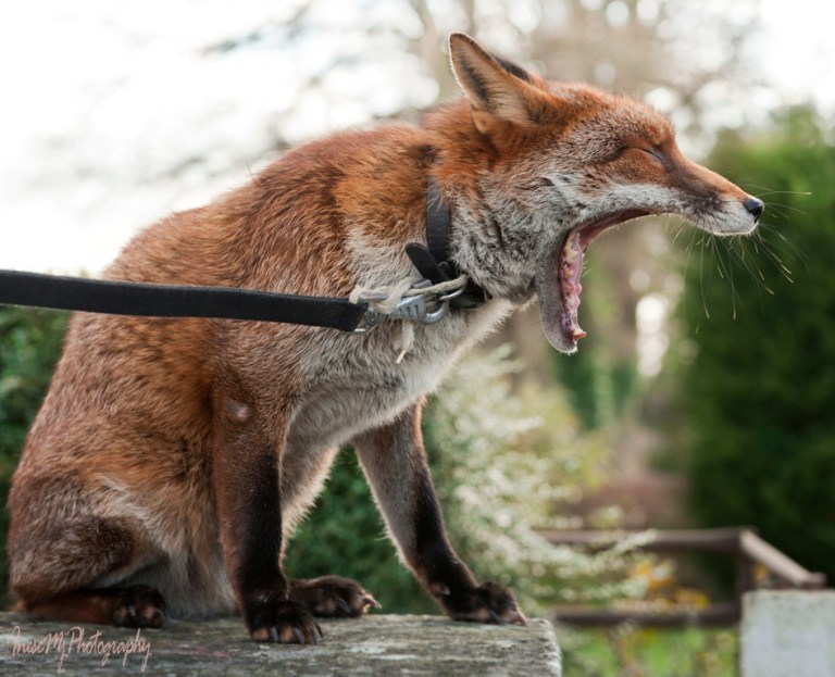 Pat Gibbons and his foxes | Making memories