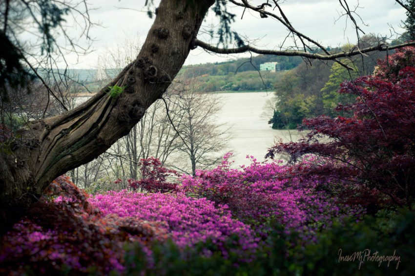 Mount Congreve Gardens II | Making memories