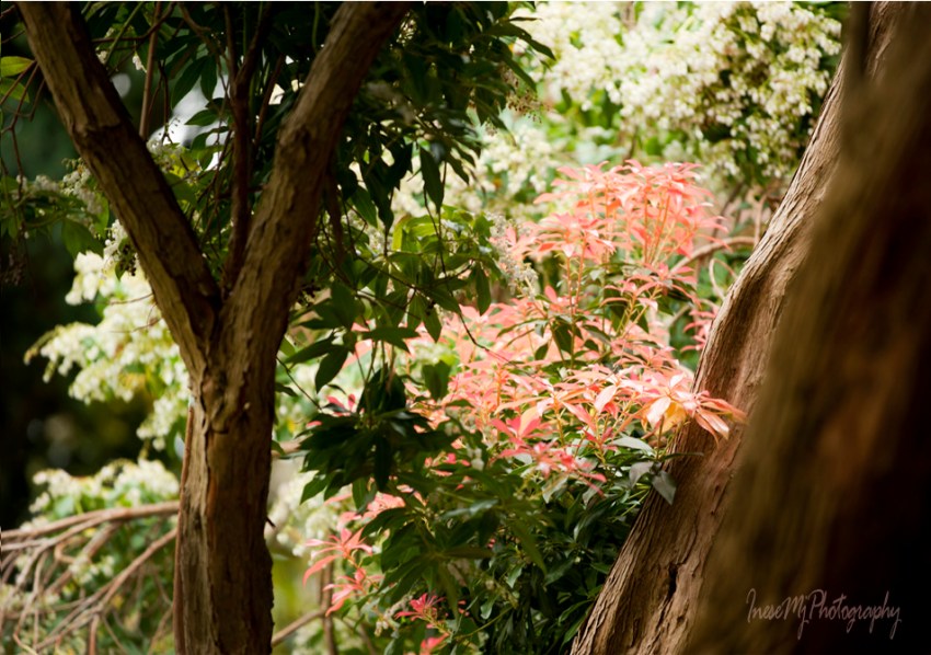 Mount Congreve Gardens II | Making memories