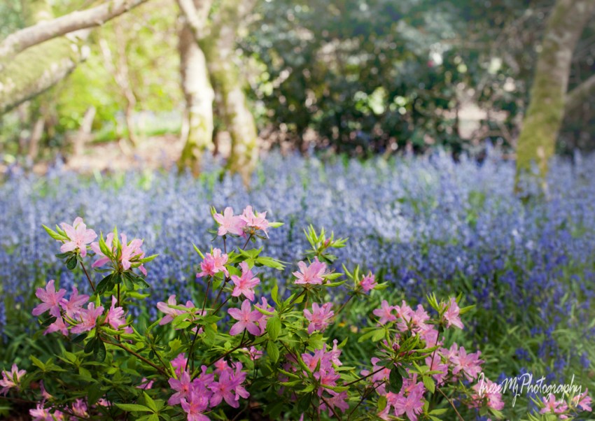 Mount Congreve Gardens II | Making memories