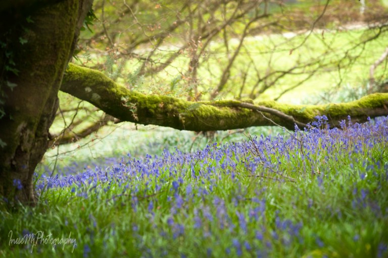 Mount Congreve Gardens II | Making memories