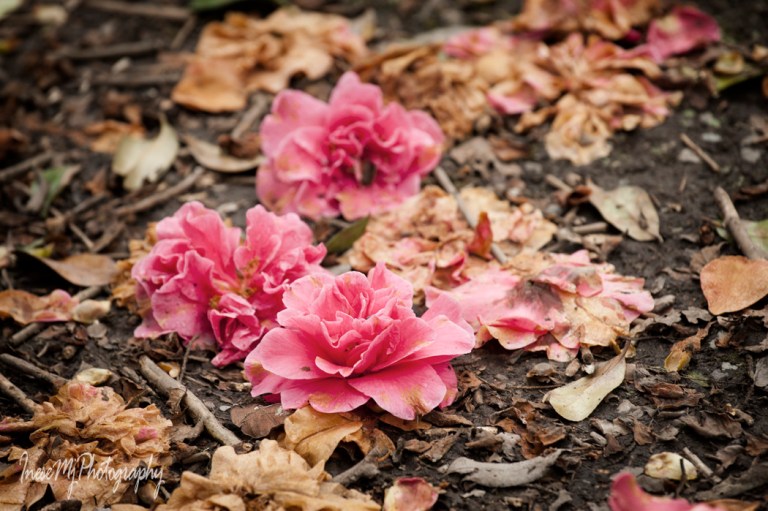 Mount Congreve Gardens II | Making memories