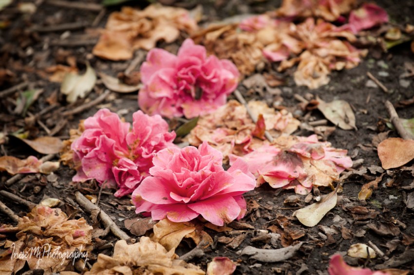 Mount Congreve Gardens II | Making memories