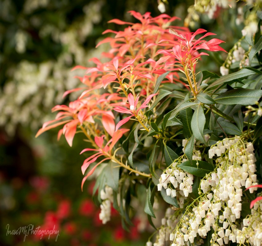 Mount Congreve Gardens II | Making memories