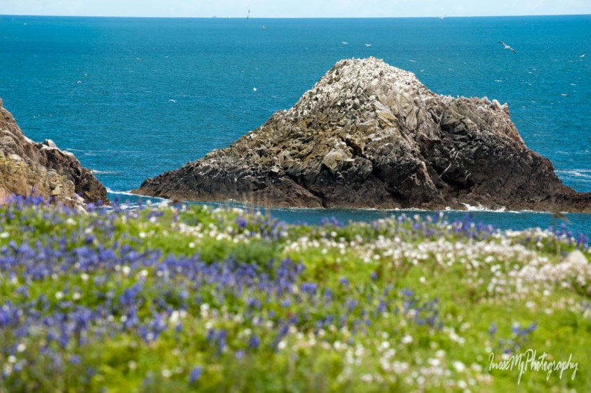 Saltee Islands – All Things Beautiful | Making memories