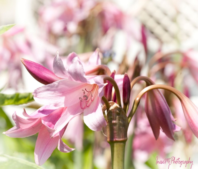 Mount Congreve gardens – an unexpected meeting … | Making memories