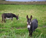 Life of a donkey | Making memories