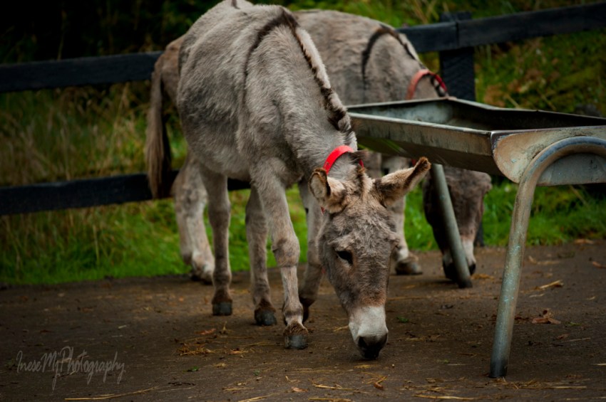 Life of a donkey | Making memories