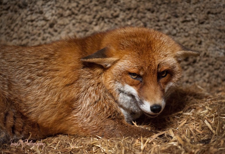 Pat Gibbons and his foxes | Making memories