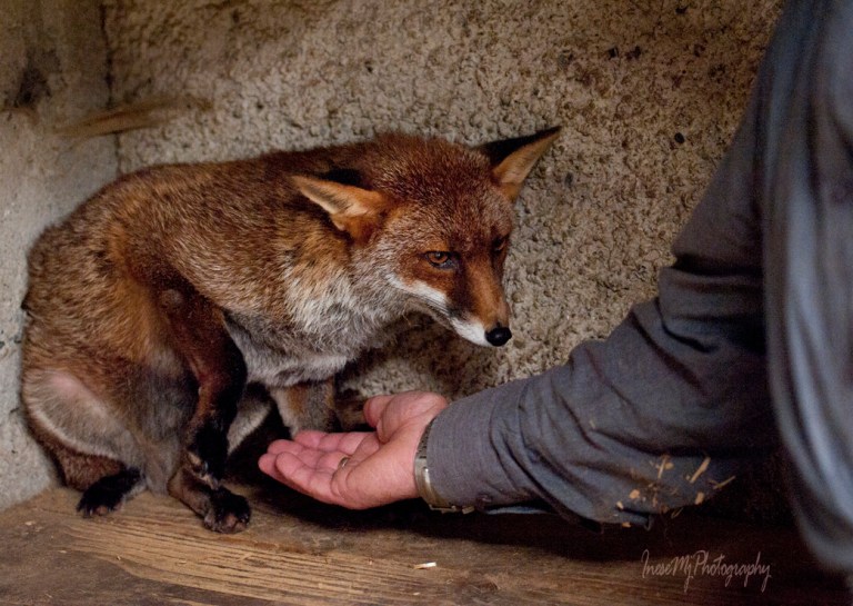 Pat Gibbons and his foxes | Making memories