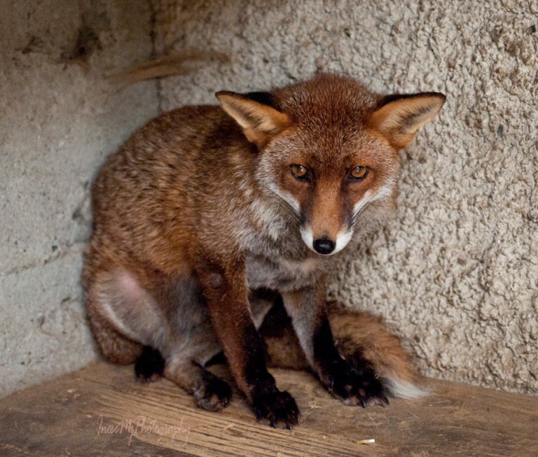Pat Gibbons and his foxes | Making memories